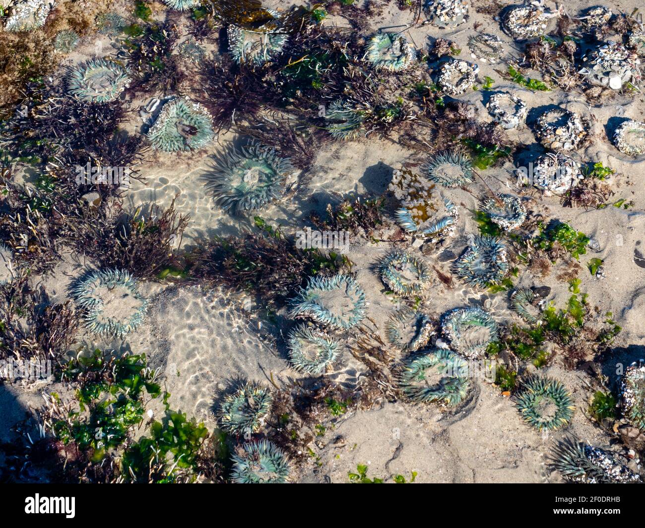 Many anemones (Solitary anemone, Anthopleura Sola) and sea grass under ...