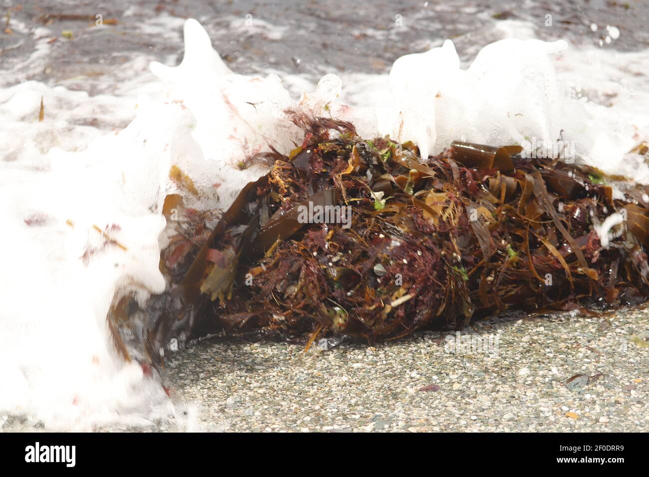 Seaweed washed up on the south Cornwall beach Stock Photo - Alamy