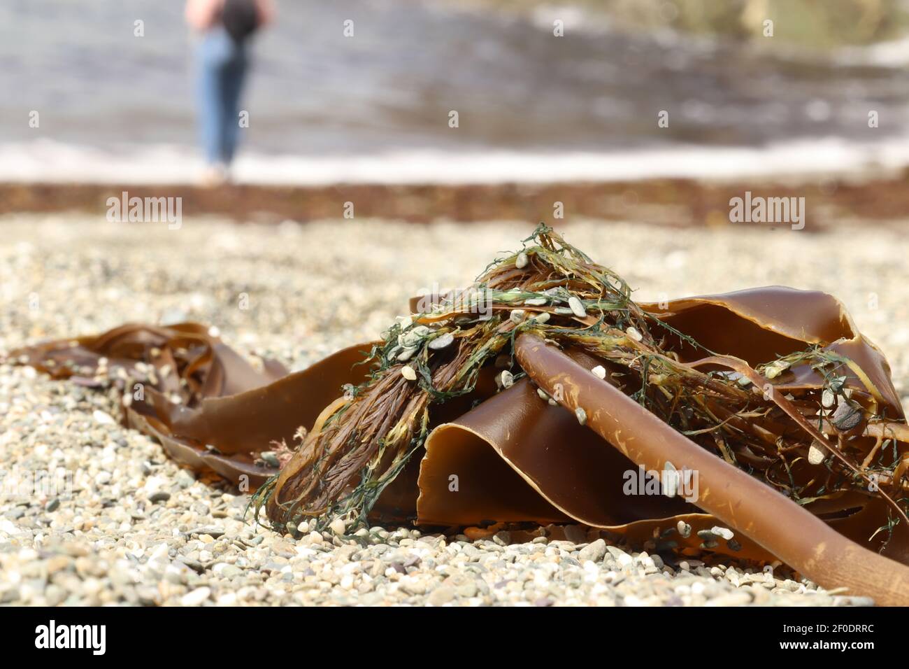 Seaweed washed up on the south Cornwall beach Stock Photo - Alamy
