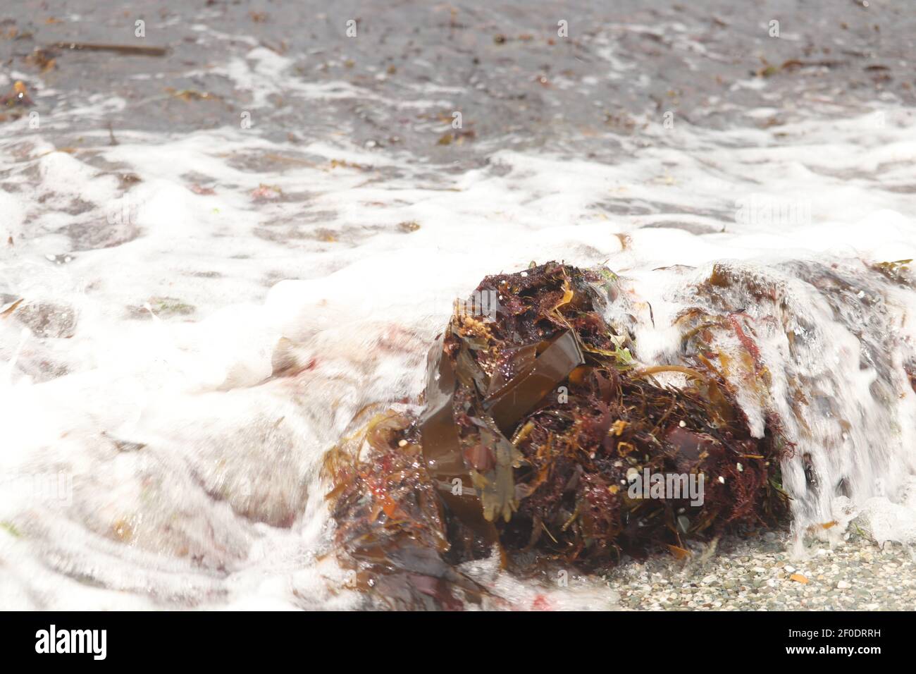 Seaweed washed up on the south Cornwall beach Stock Photo - Alamy