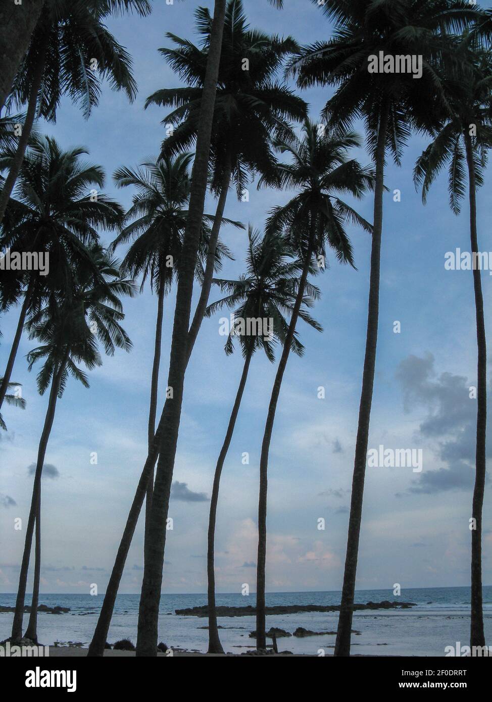 Coconut trees on the beach of Port Blair in Andaman and Nicobar Islands ...