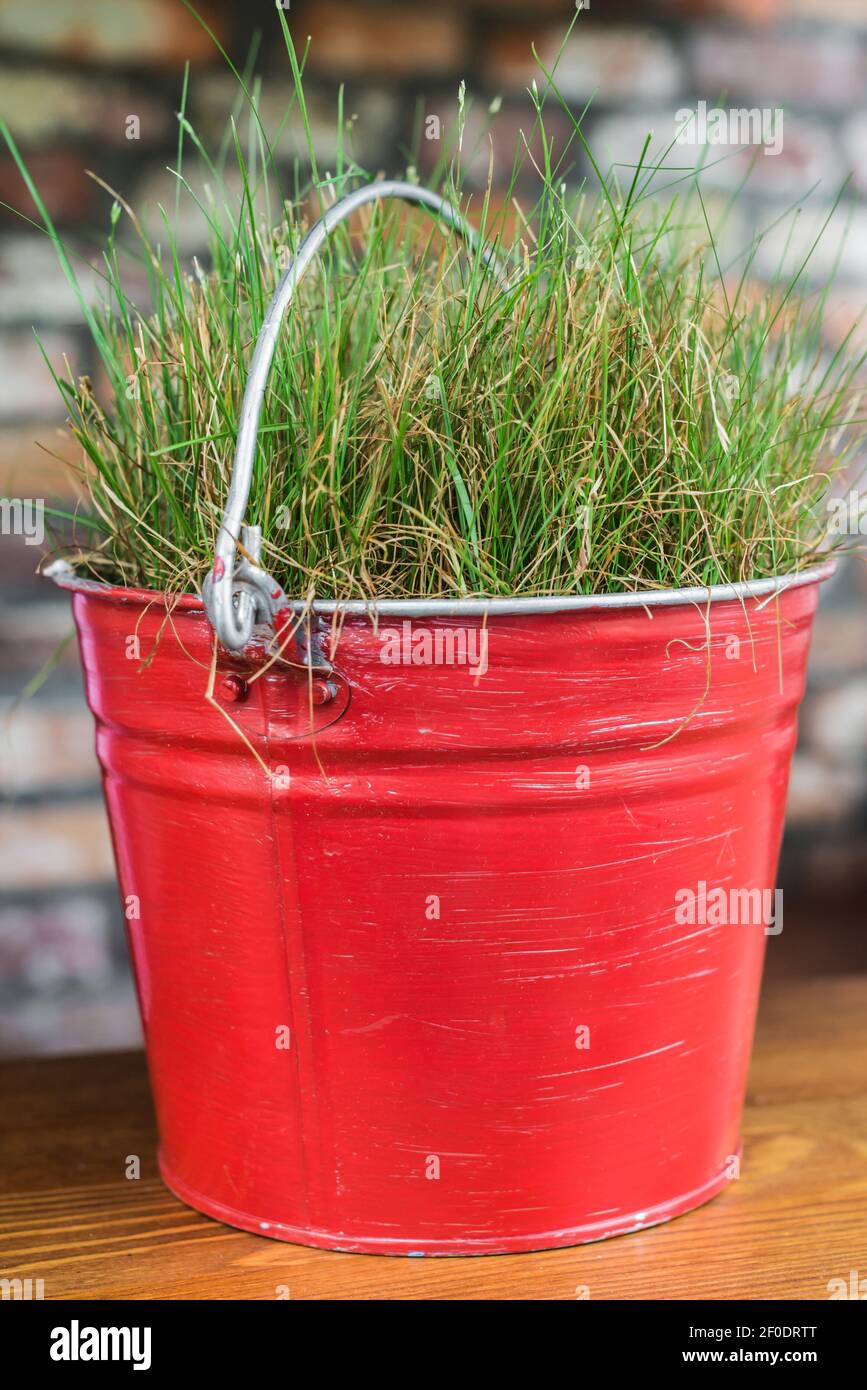 Fresh grass in metallic bucket Stock Photo - Alamy