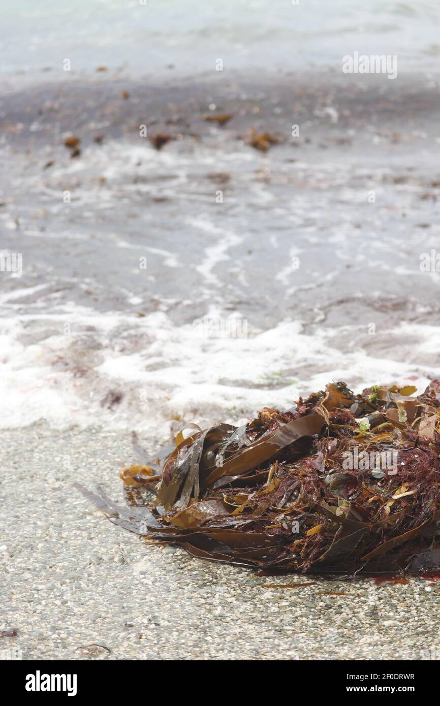Seaweed washed up on the south Cornwall beach Stock Photo - Alamy