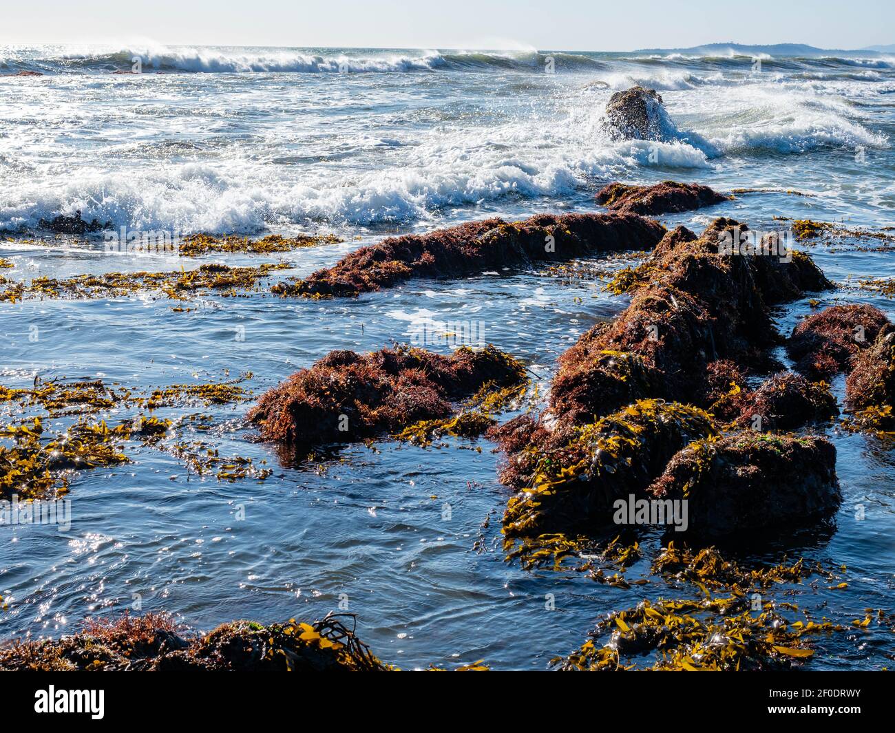 Waves, kelp and rocks in the intertidal zone at Tar Pits Beach in ...