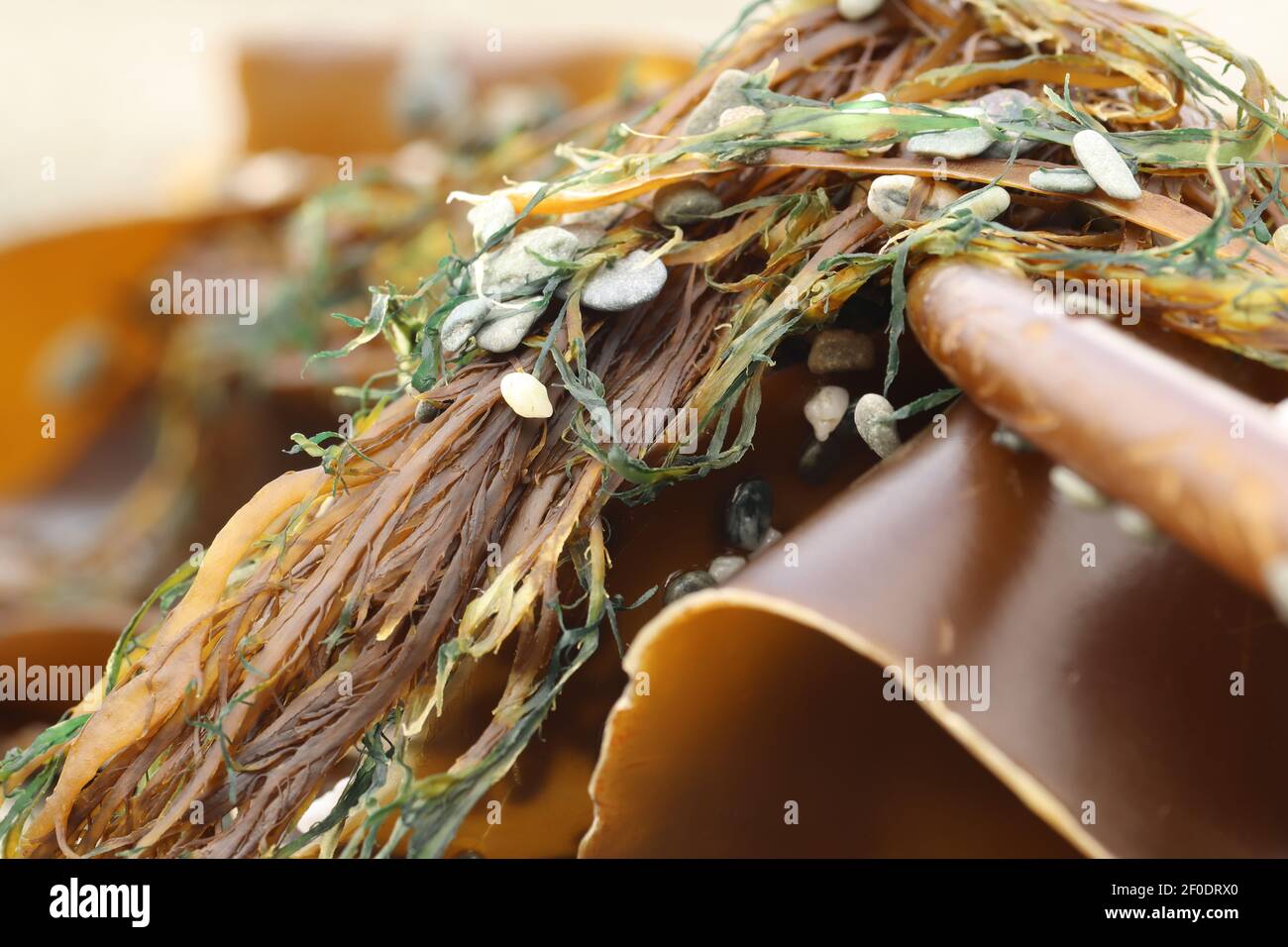 Seaweed washed up on the south Cornwall beach Stock Photo - Alamy