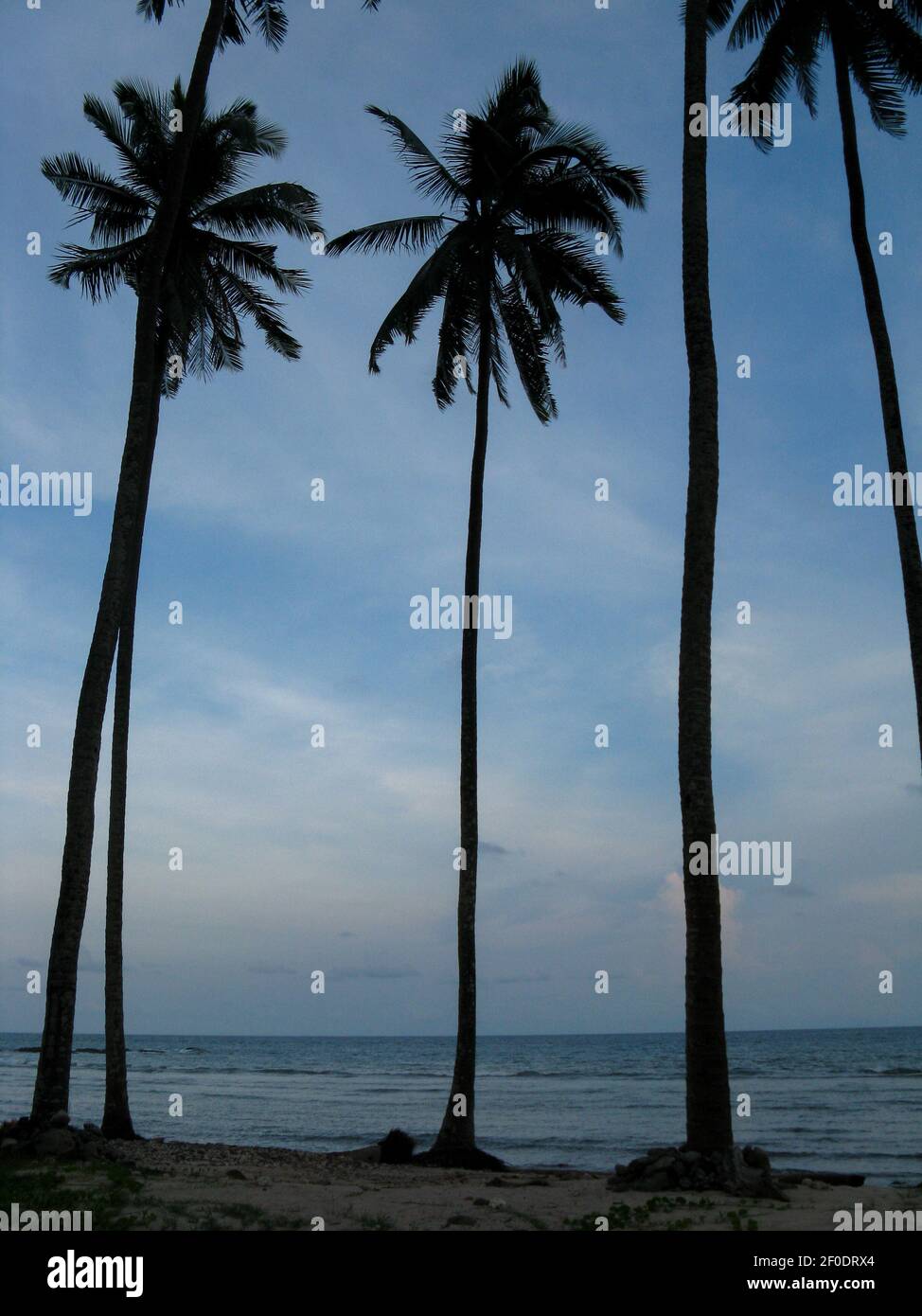 Coconut trees on the beach of Port Blair in Andaman and Nicobar Islands ...