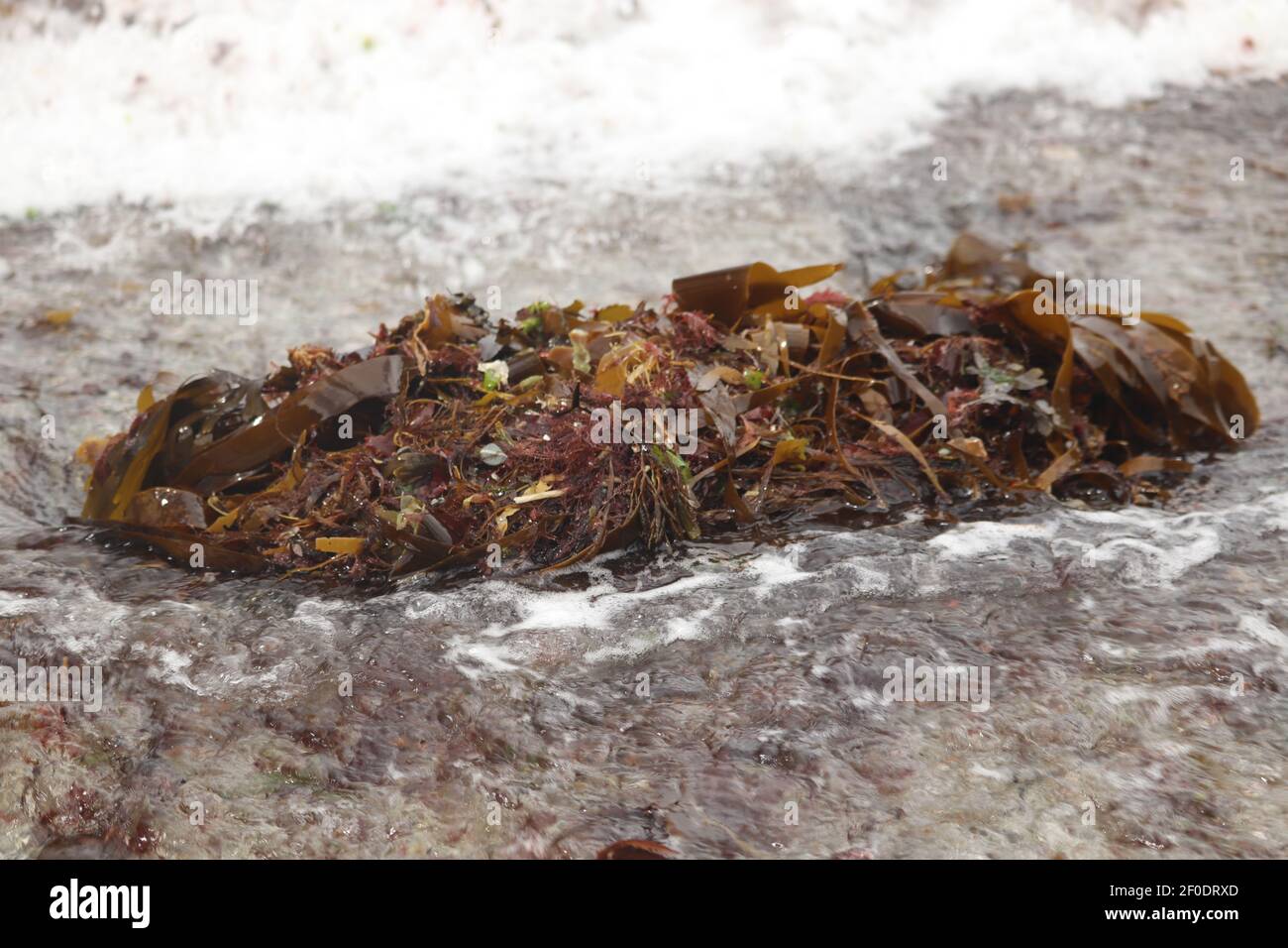 Seaweed washed up on the south Cornwall beach Stock Photo - Alamy