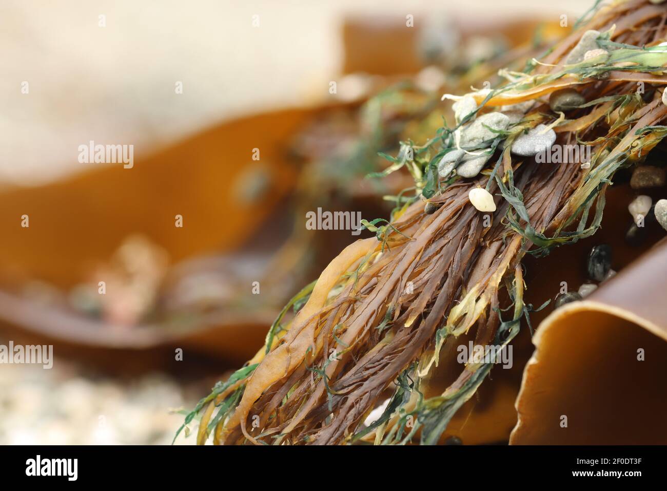 Seaweed washed up on the south Cornwall beach Stock Photo - Alamy