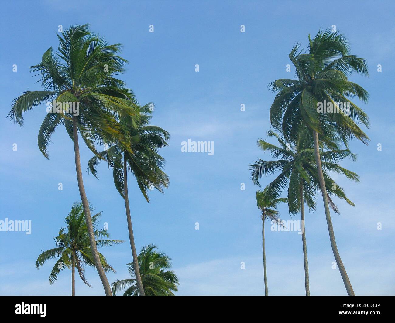 Coconut trees andaman nicobar islands hi-res stock photography and ...
