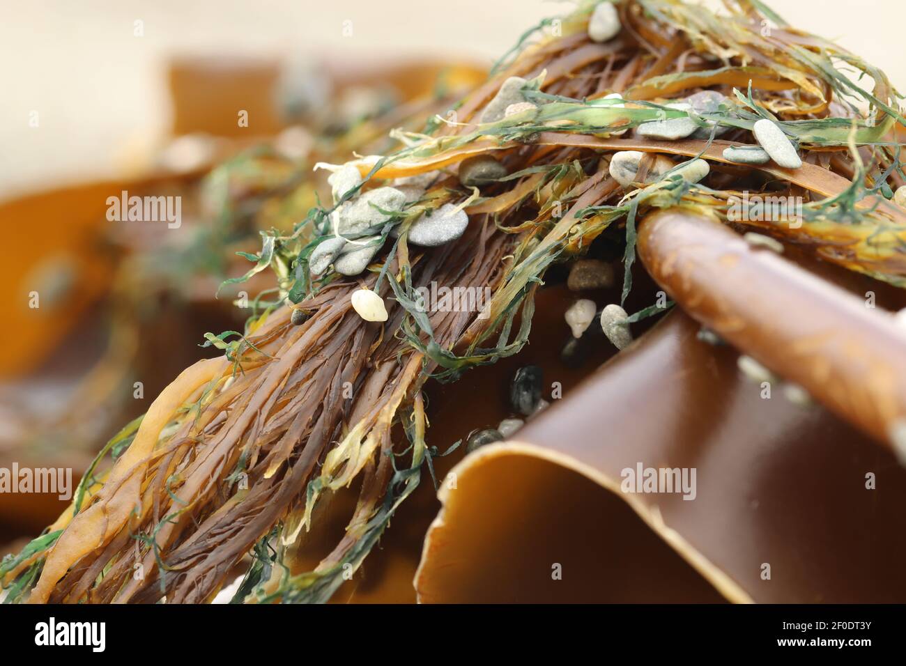 Seaweed washed up on the south Cornwall beach Stock Photo - Alamy