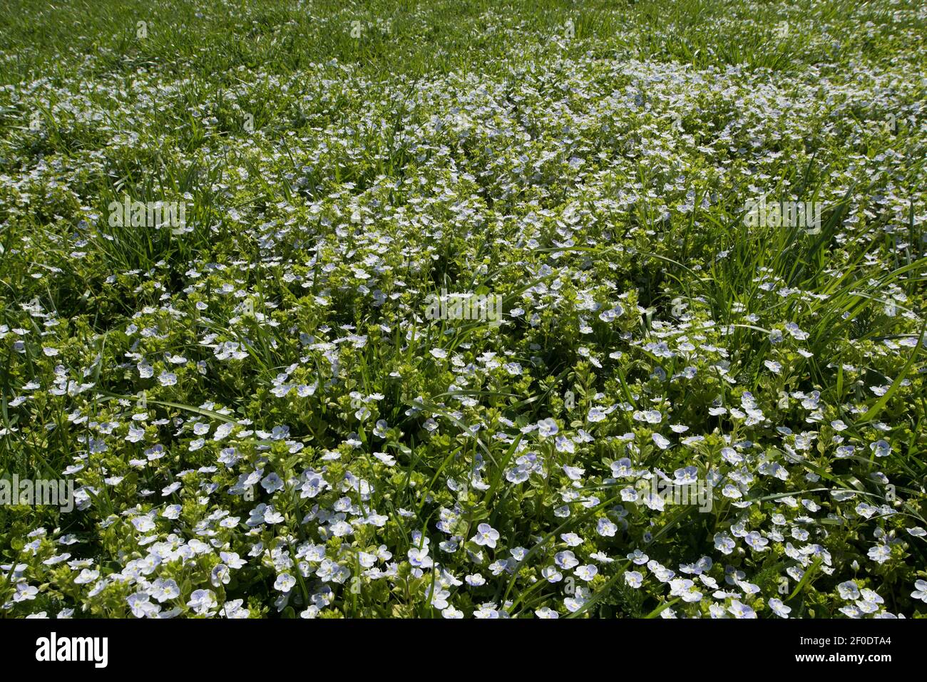 Green meadow with pale blue flowers Stock Photo - Alamy