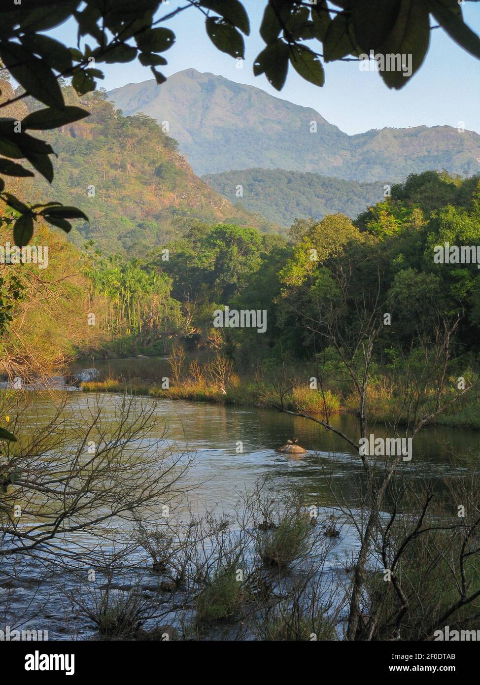 A river flowing through a rain forest with undergrowth in the fore ...
