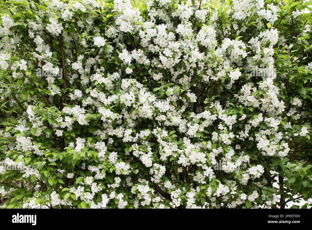 Blooming of a wild garden apple tree. White flowers on green leaves ...