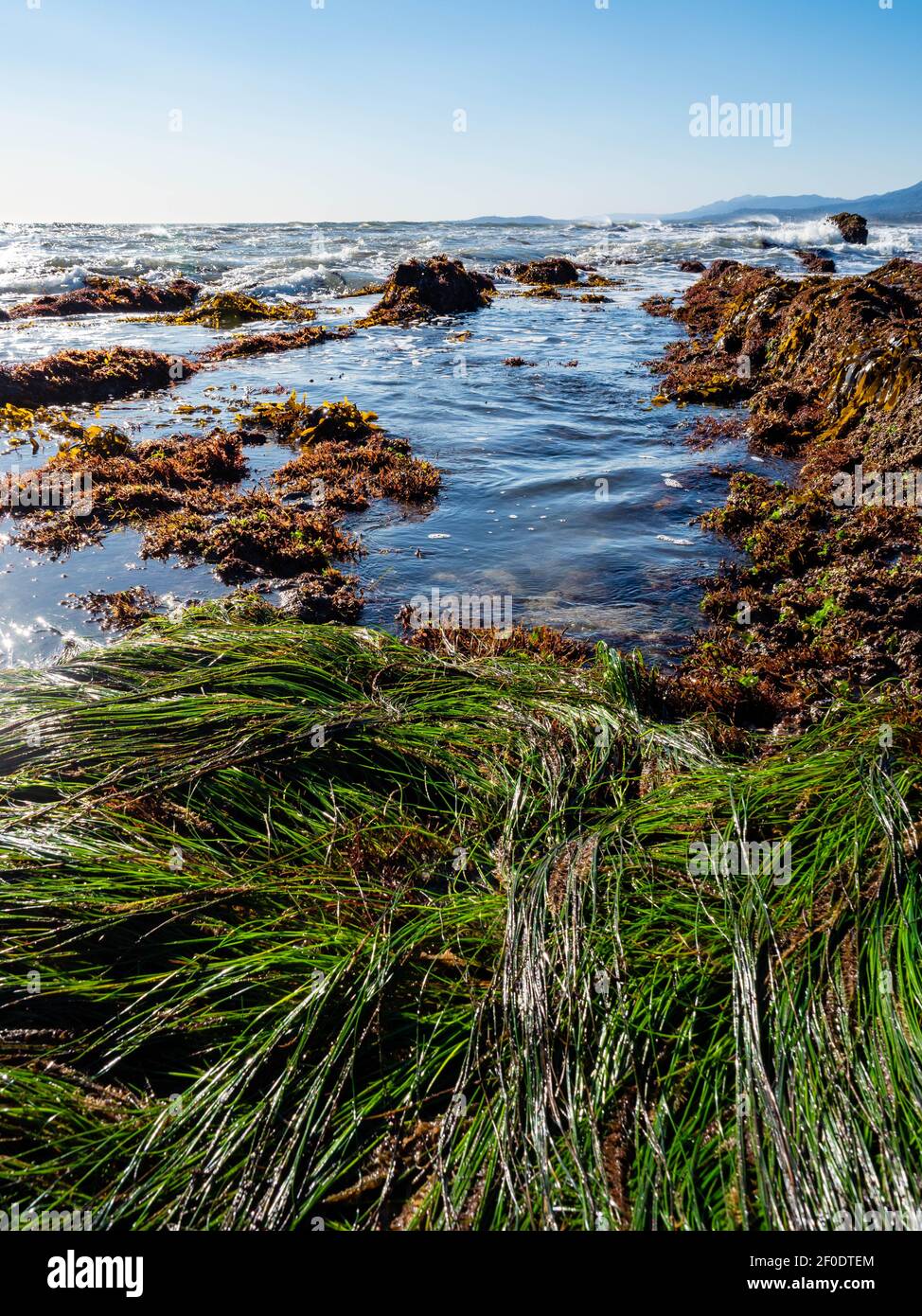 Beach grass oil hi-res stock photography and images - Alamy