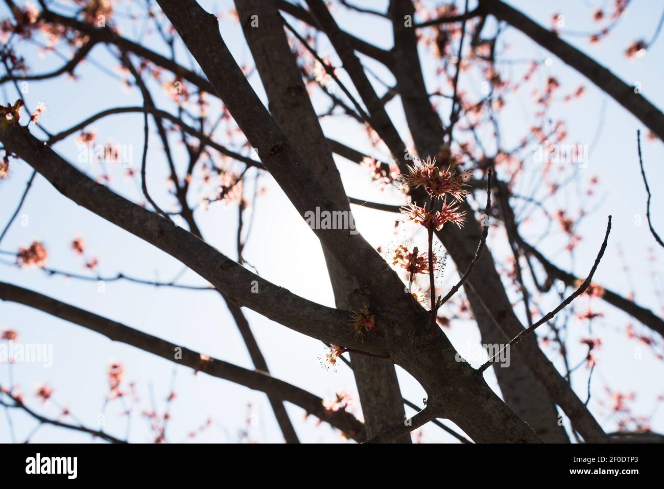 Blooming red maple. Branches of a tree with red buds against the blue ...