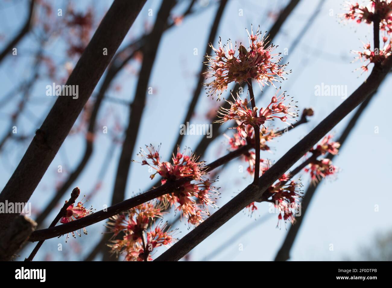 Blooming red maple. Branches of a tree with red buds against the blue ...