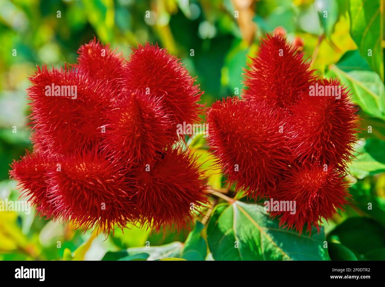 Bixa orellana (Achiote) is a shrub native to a region between northern ...