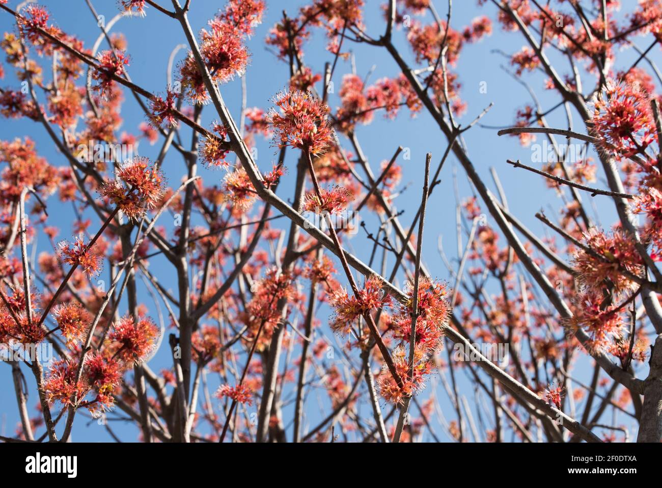 Blooming red maple. Branches of a tree with red buds against the blue ...
