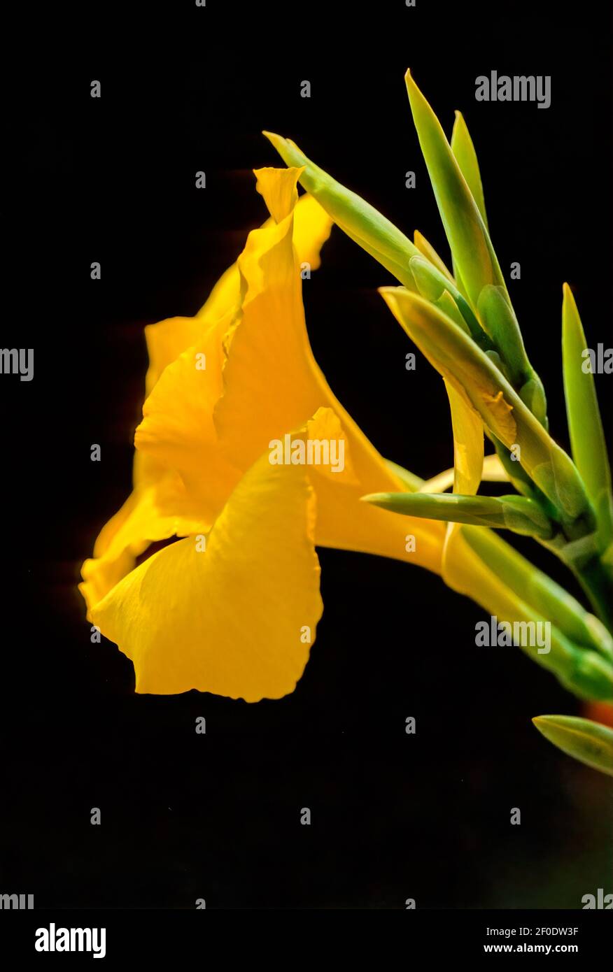Canna or canna lily is the only genus of flowering plants in the family ...