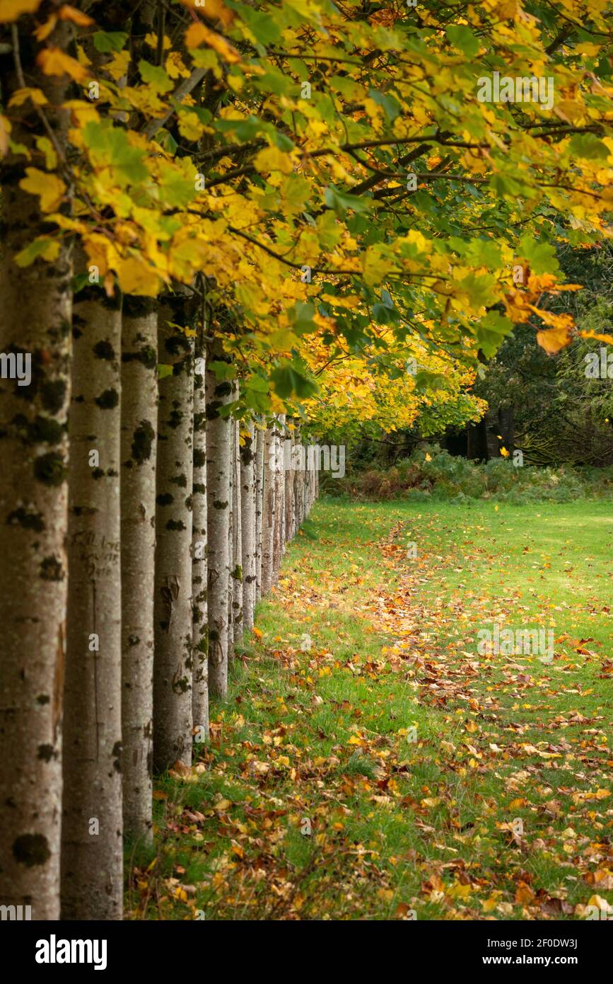 Autumn trees ireland hi-res stock photography and images - Alamy