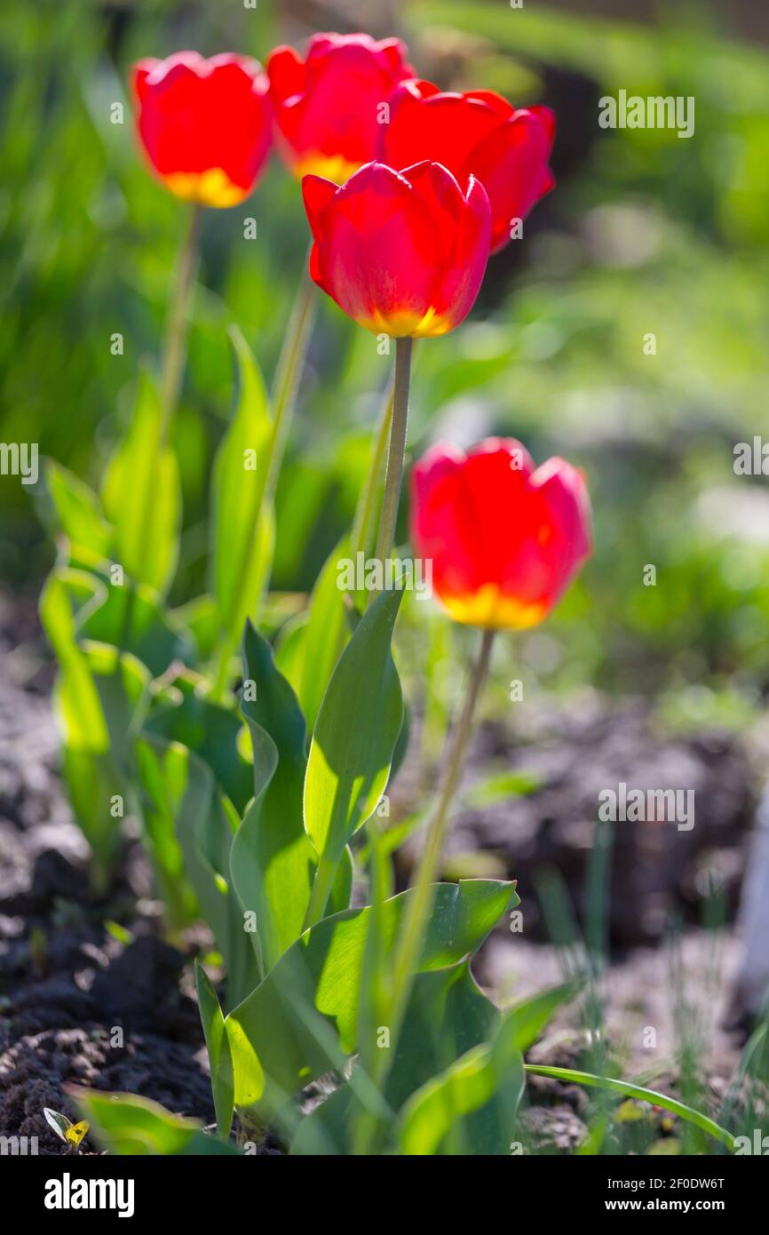 Group of colorful tulip in spring garden. Bright colorful tulip photo ...