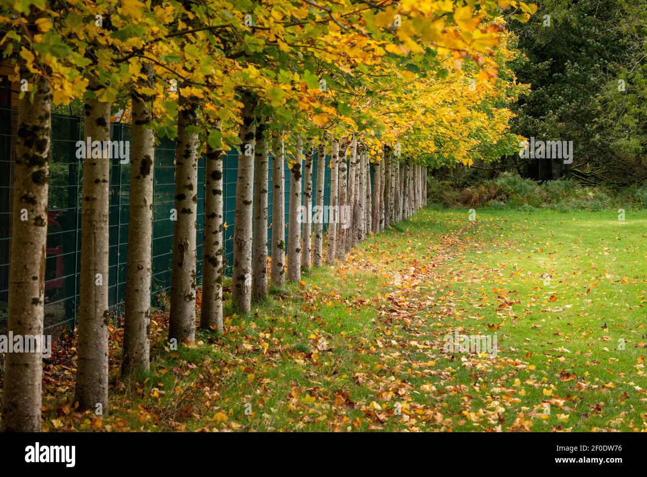 Autumn trees ireland hi-res stock photography and images - Alamy