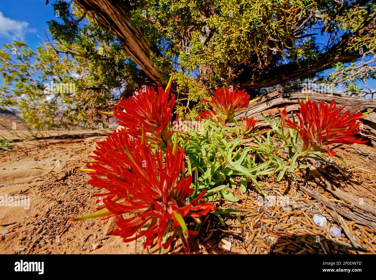 Castilleja, commonly known as Indian paintbrush or prairie-fire, is a ...
