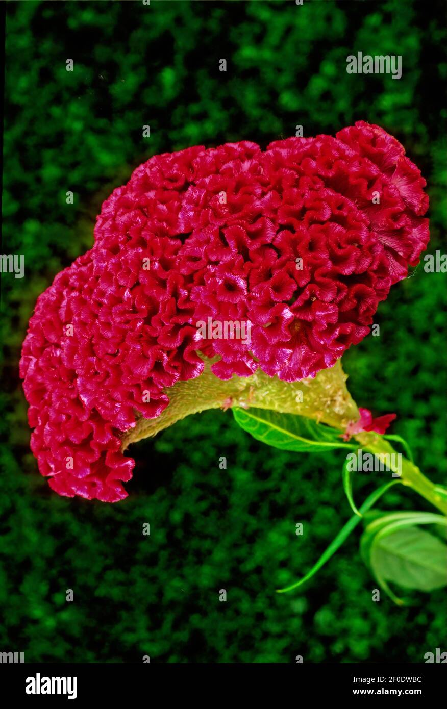 Celosia argentea var. cristata (formerly Celosia cristata), known as ...