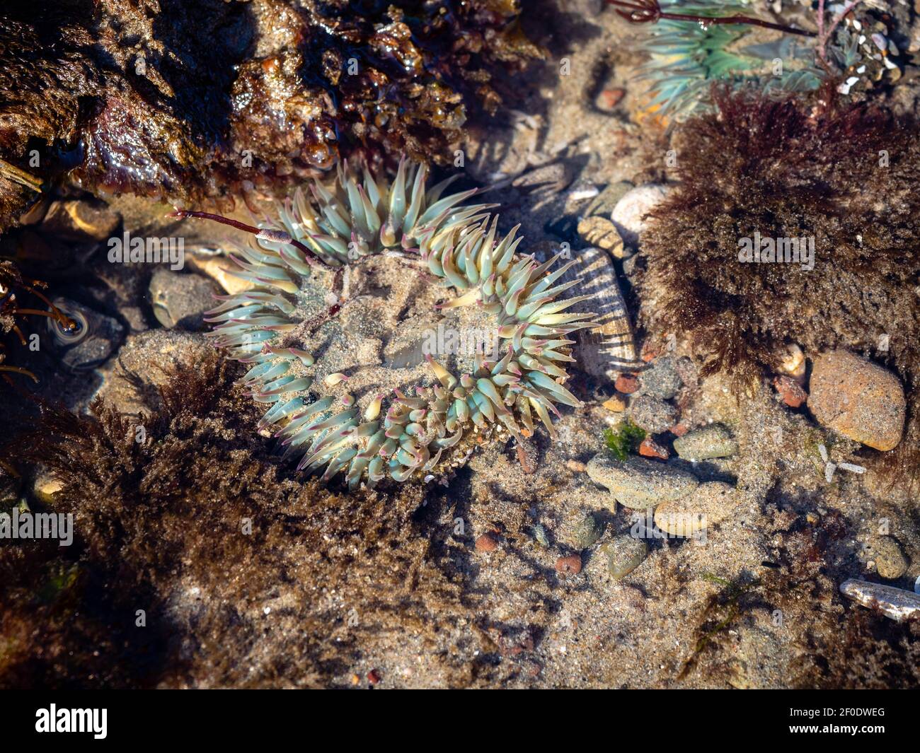 Anemones (Solitary anemone, Anthopleura Sola) under the water in tide ...