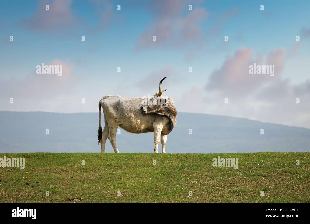 Serbian podolian hi-res stock photography and images - Alamy