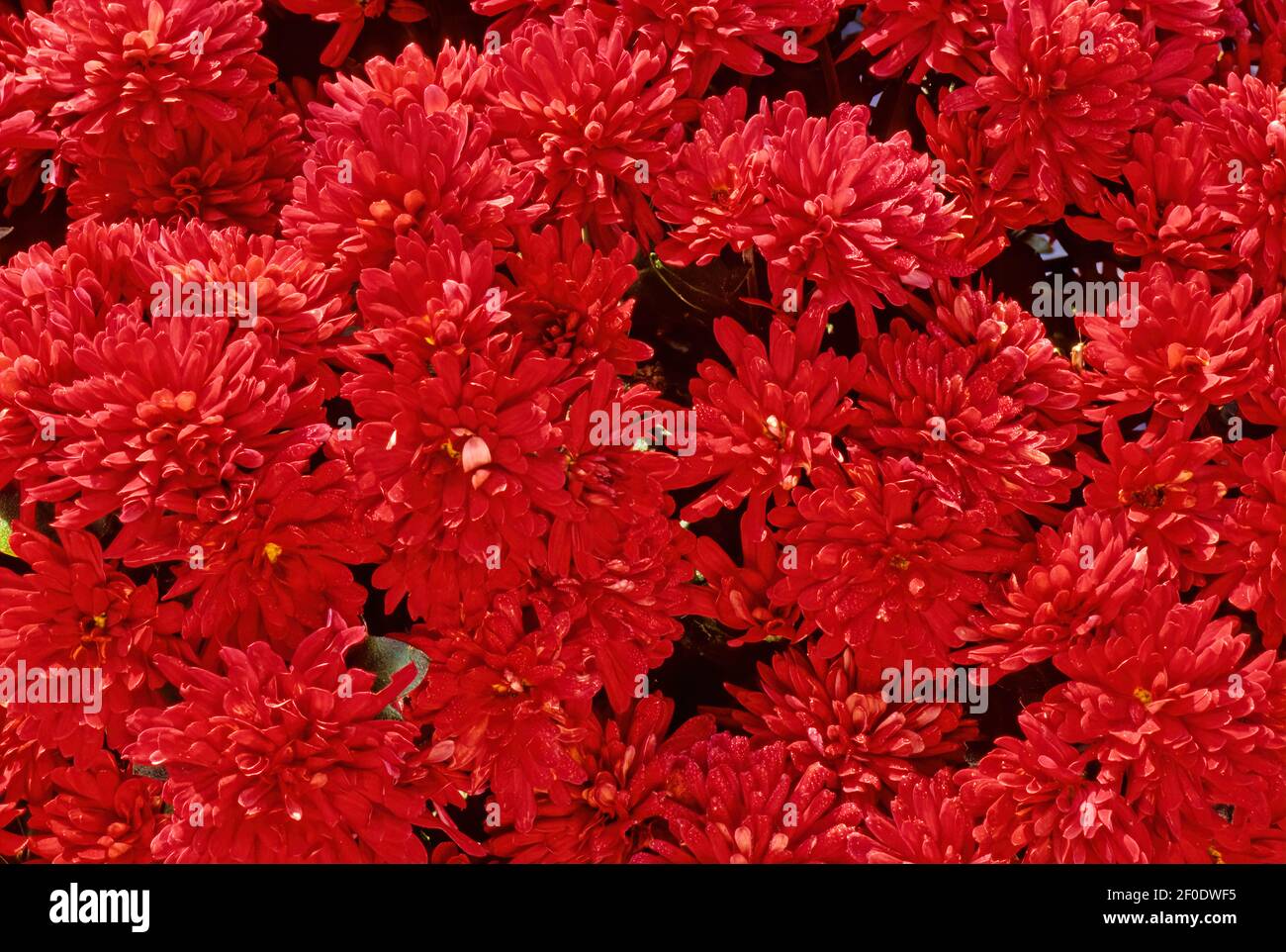 Indian chrysanthemum hi-res stock photography and images - Alamy