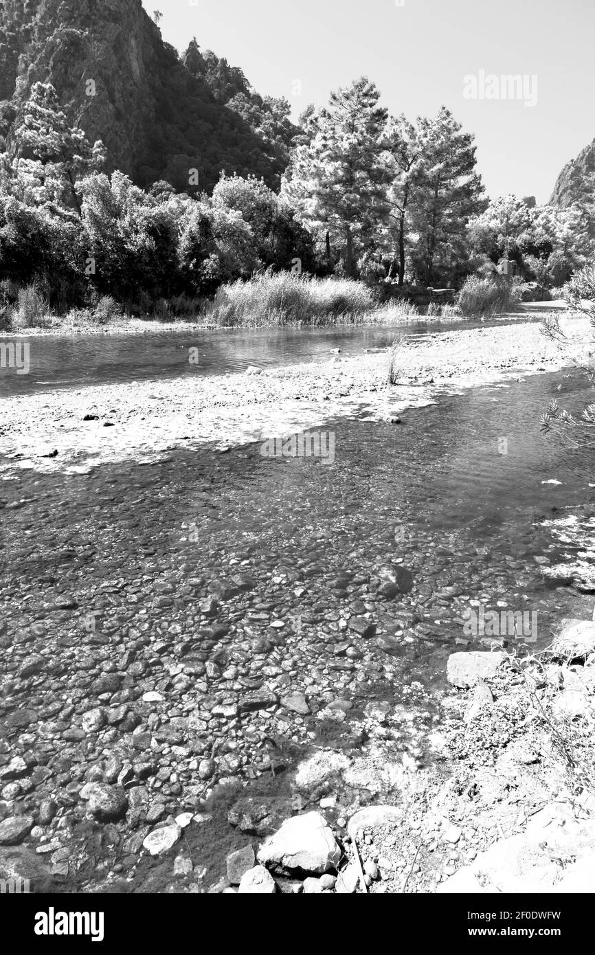 Tree near sea Black and White Stock Photos & Images - Alamy