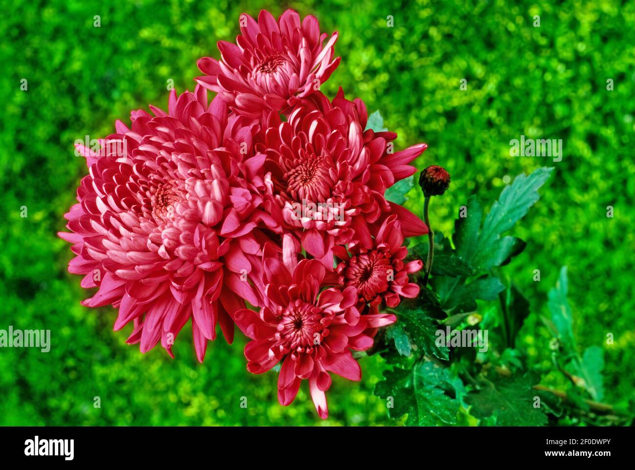 Chrysanthemums, sometimes called mums or chrysanths, are flowering ...