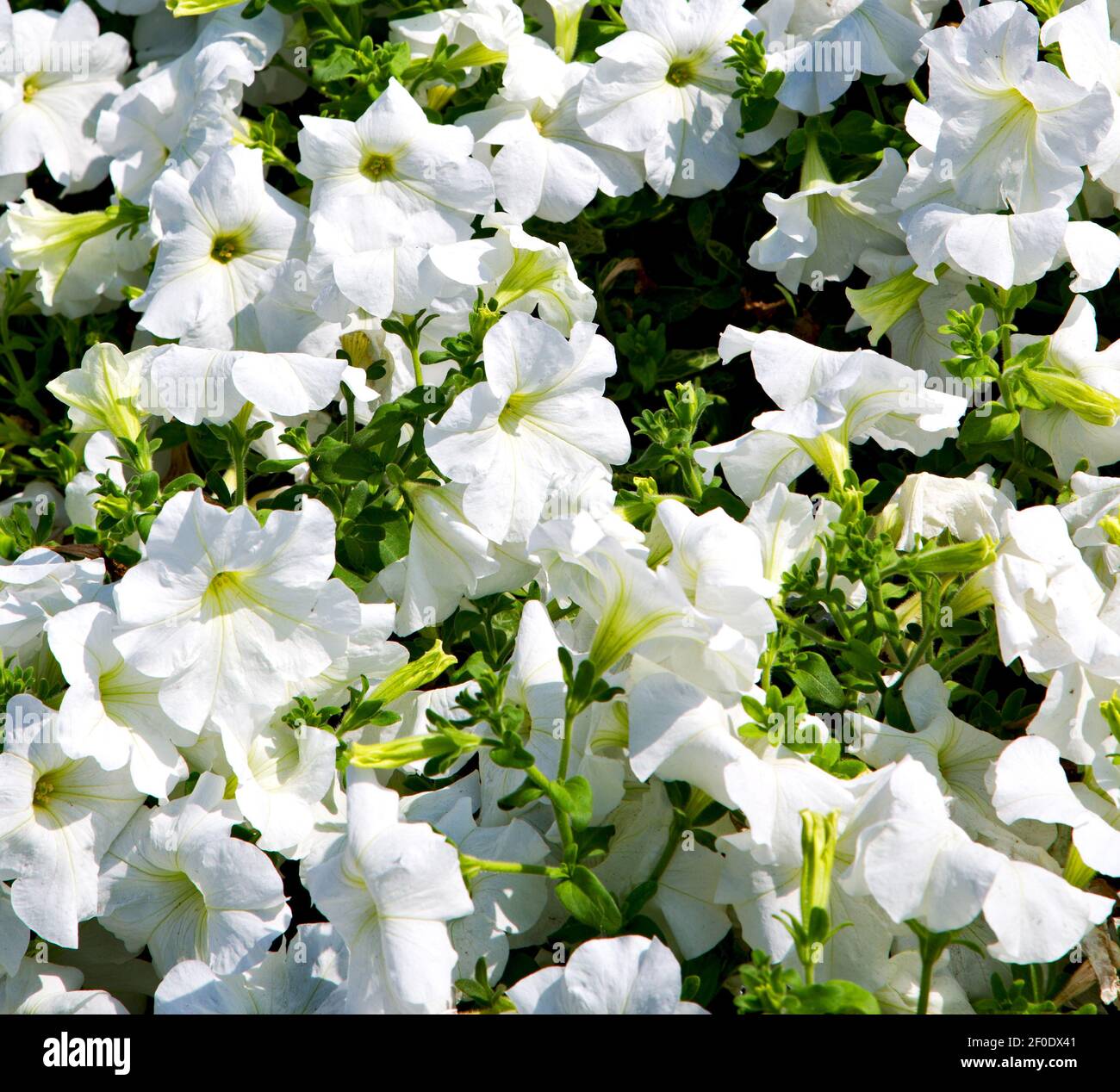 In oman flowers and garden the spring colors Stock Photo - Alamy