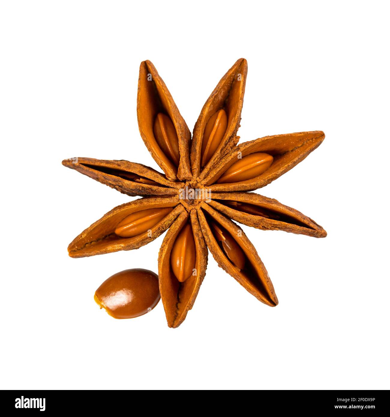 Star anise. Single star anise fruit with one seed. Macro close-up ...