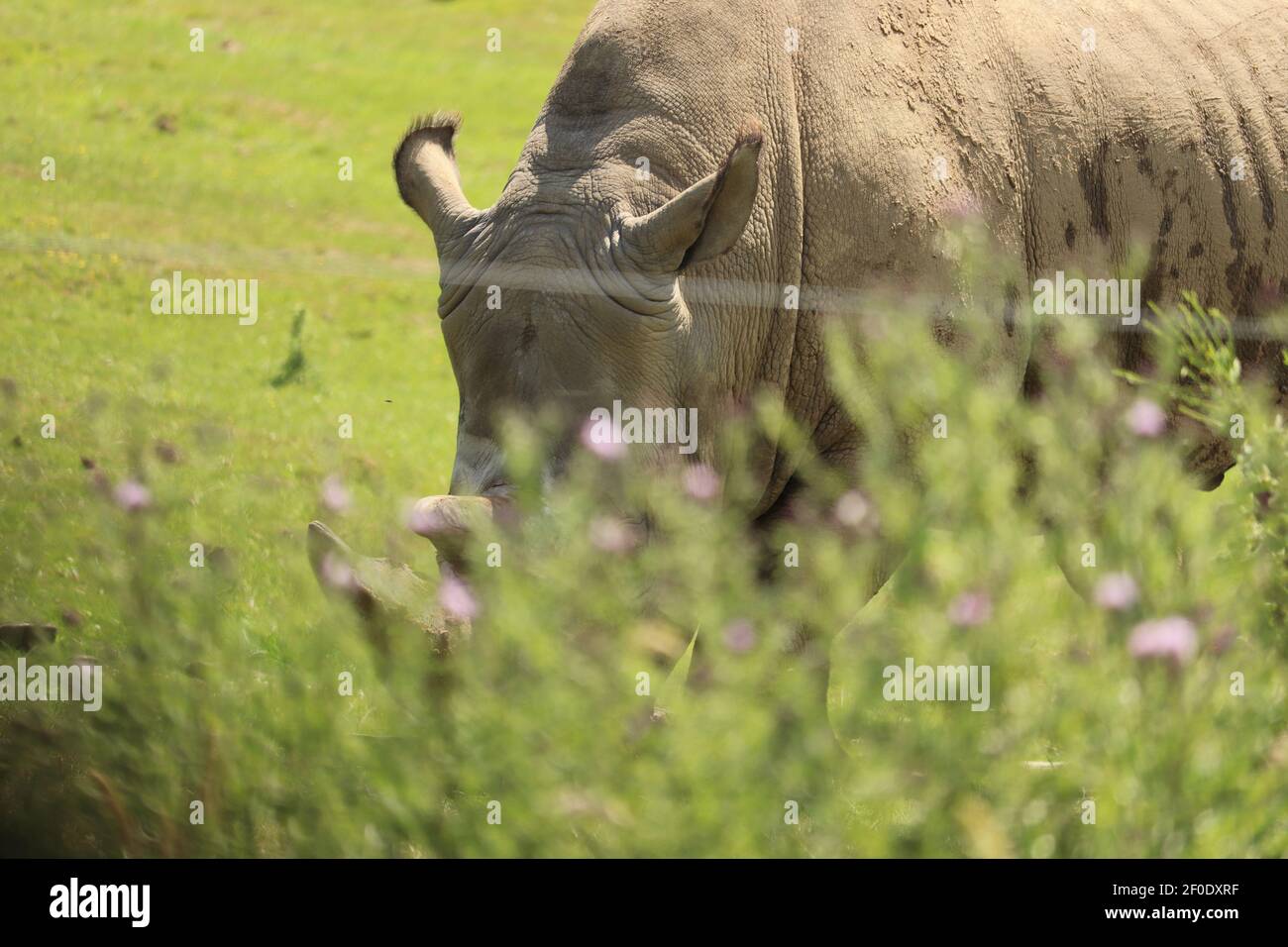 Rhino grazing under the english sun Stock Photo - Alamy