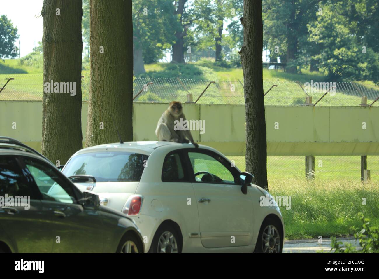 Monkeys scrambling over the cars driving through their enclosure Stock ...