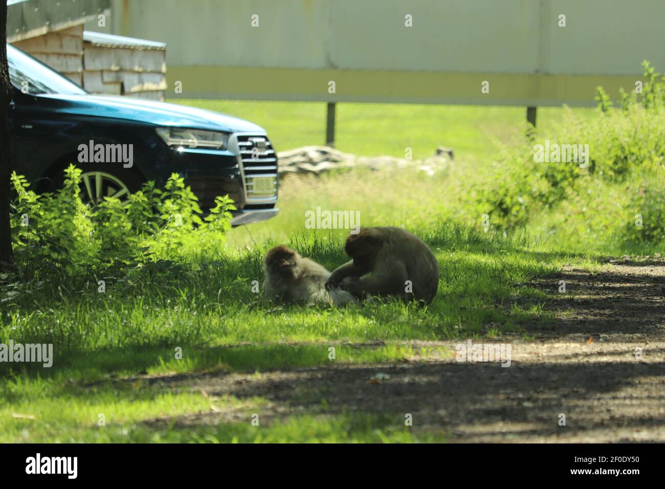 Monkeys scrambling over the cars driving through their enclosure Stock ...