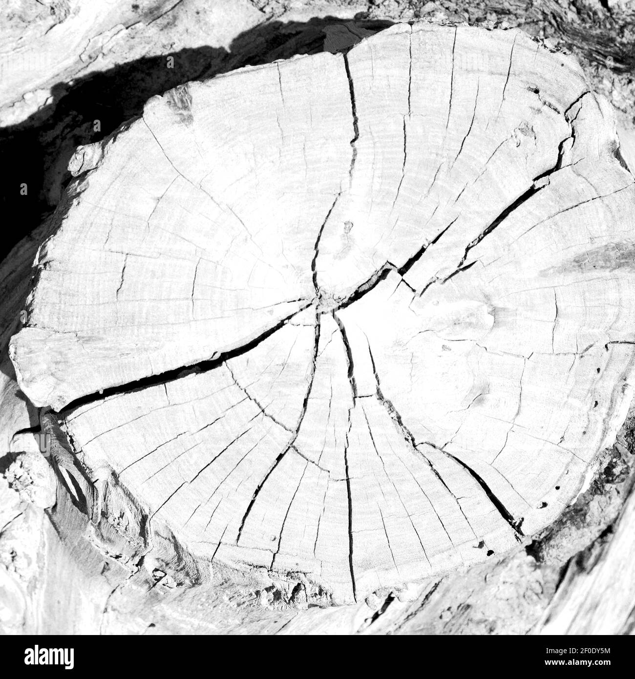Split tree bark Black and White Stock Photos & Images - Alamy