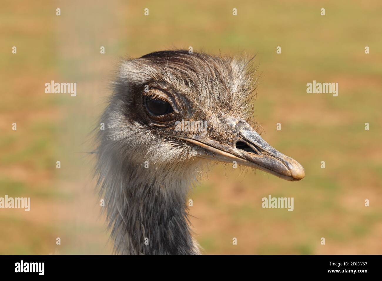 Ostrich looking around plain hi-res stock photography and images - Alamy