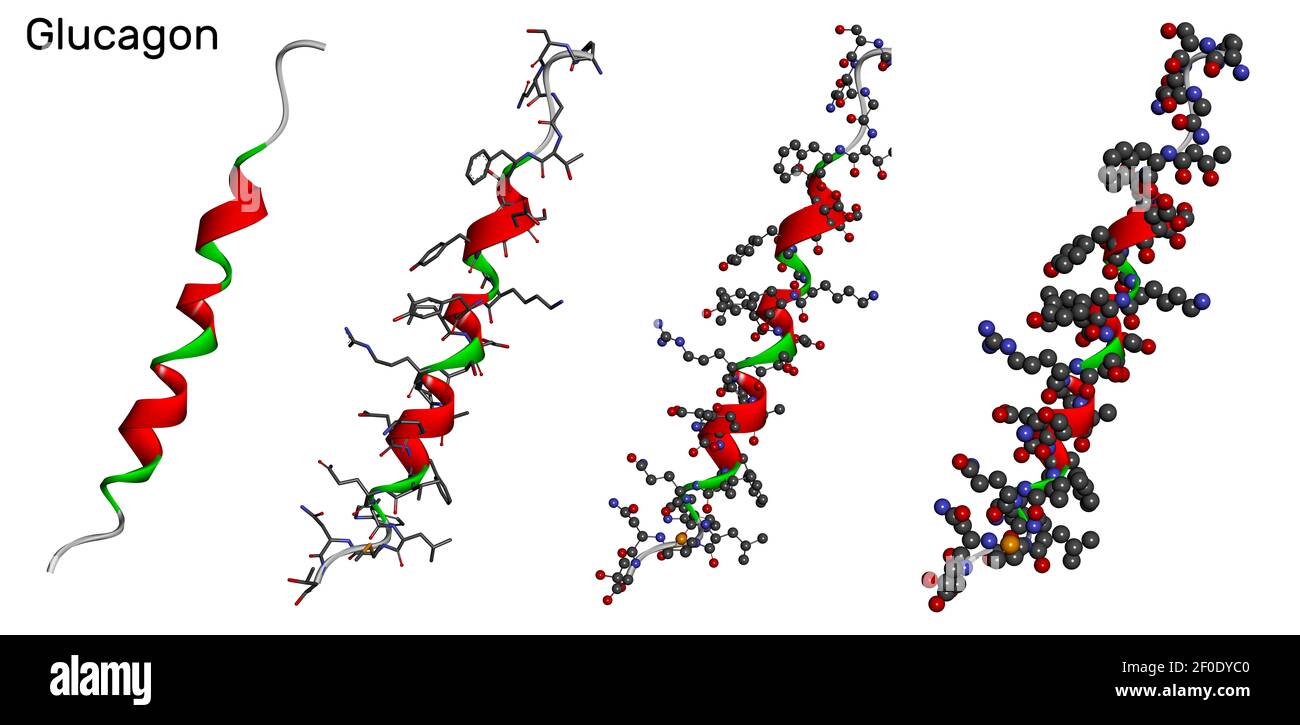 Glucagon molecule in different models on white background. It is 29 ...