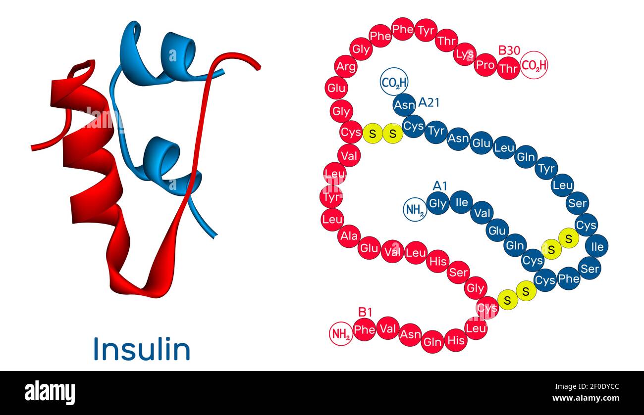 Insulin Molecule Chemical Structure Of A Human Insuli
