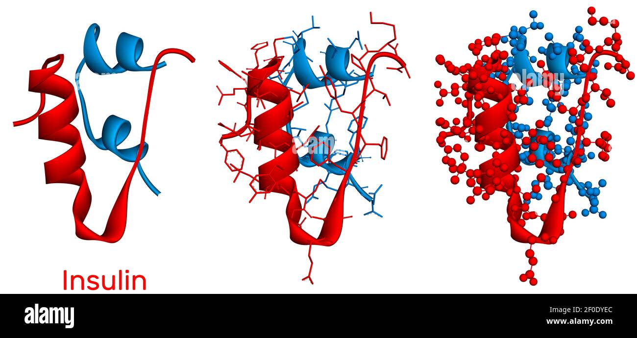 Insulin peptide hormone molecule in different models on white ...