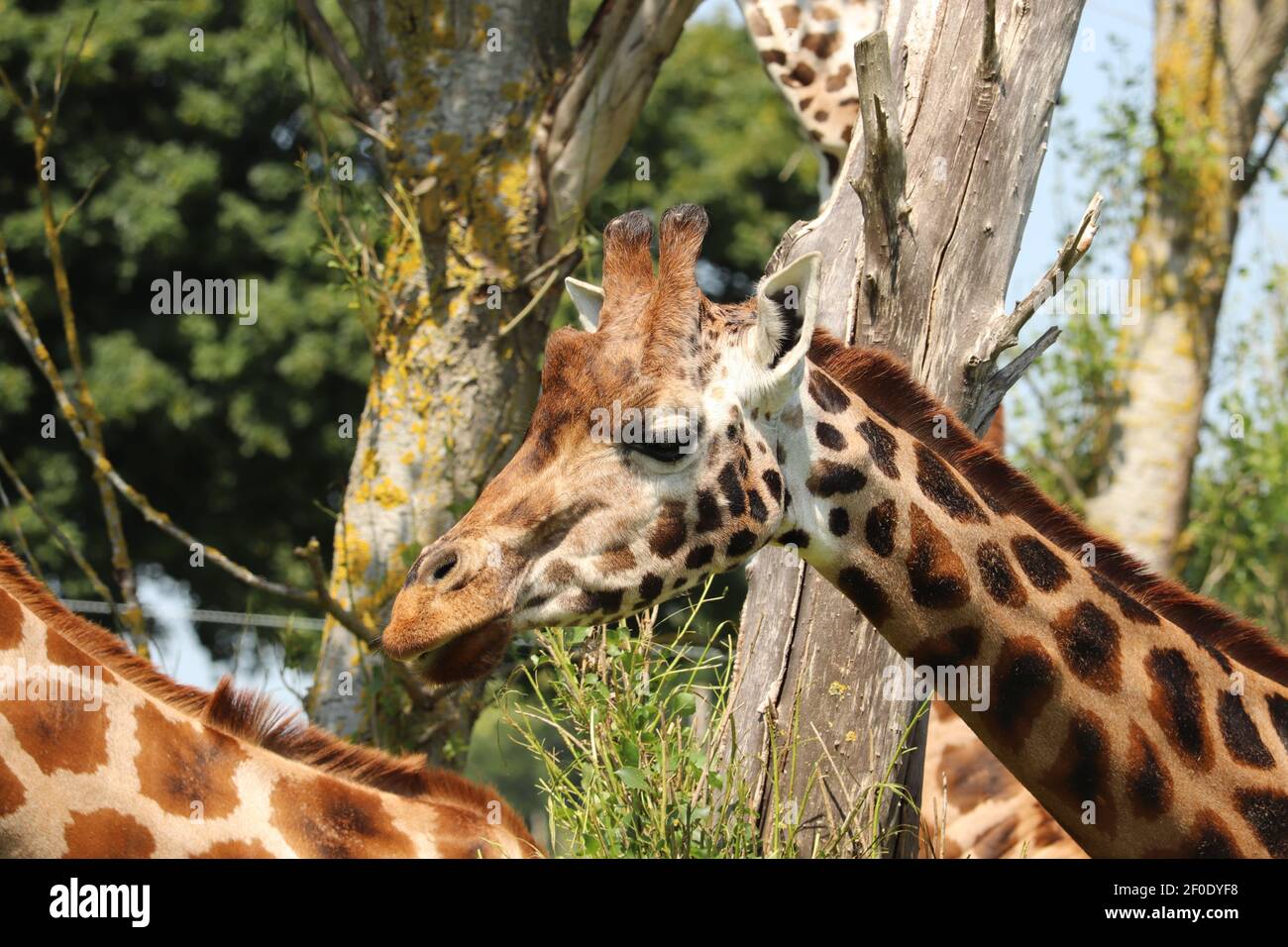 Giraffes feeding at a safari park in the UK Stock Photo - Alamy