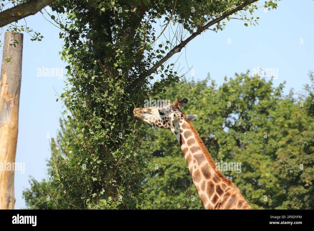 Giraffes feeding at a safari park in the UK Stock Photo - Alamy
