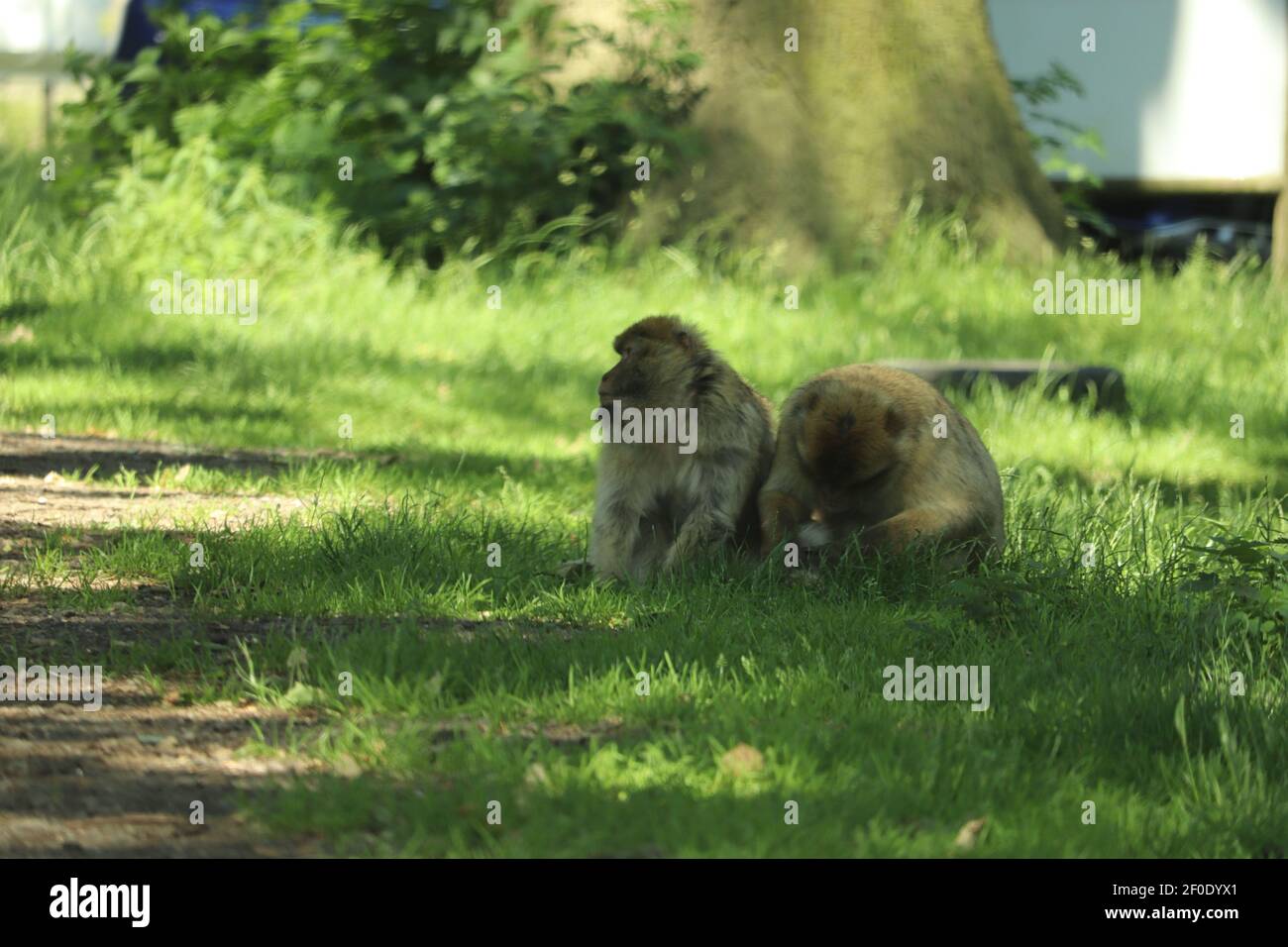 Woburn safari park monkeys hi-res stock photography and images - Alamy