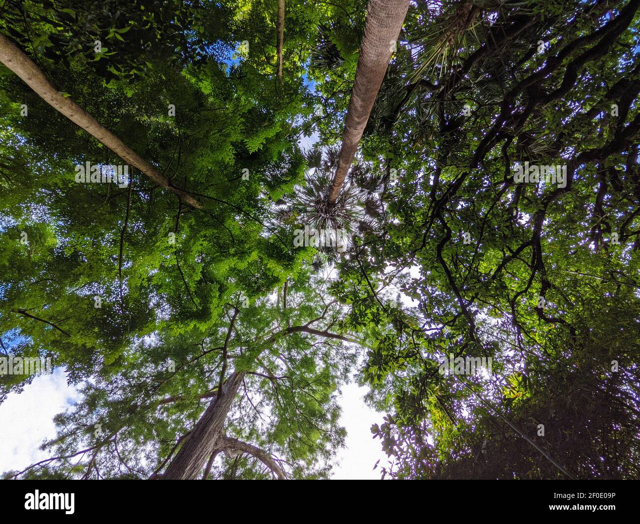 Looking up at treetop hi-res stock photography and images - Alamy