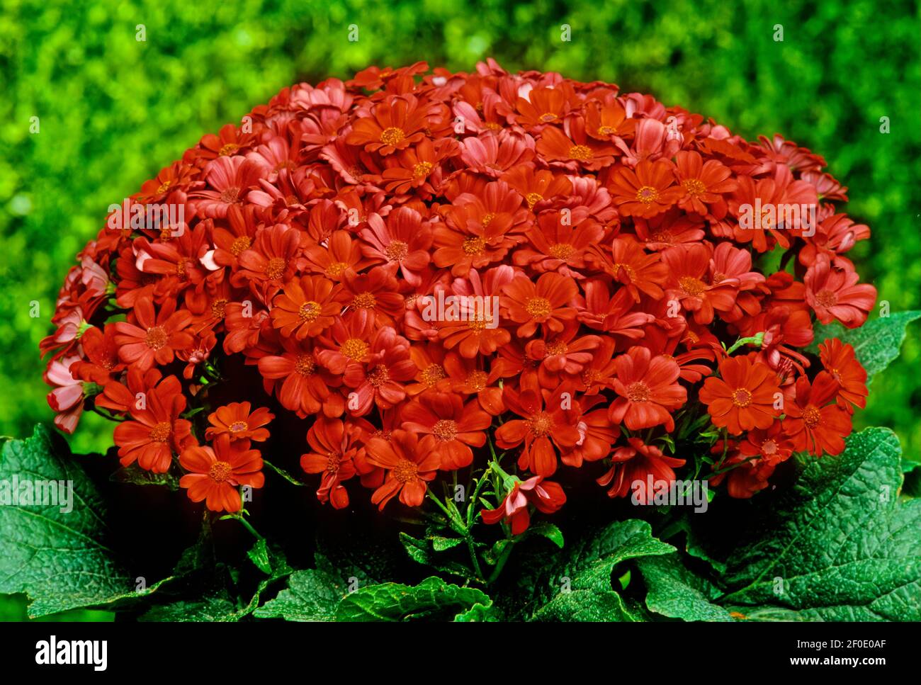 Cineraria is a genus of flowering plants in the sunflower family ...