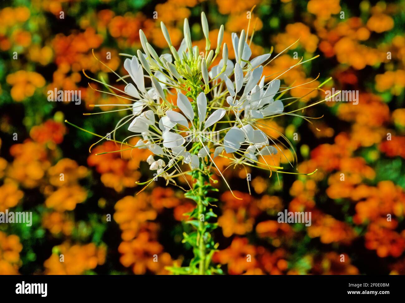 Cleome is a genus of flowering plants in the family Cleomaceae ...