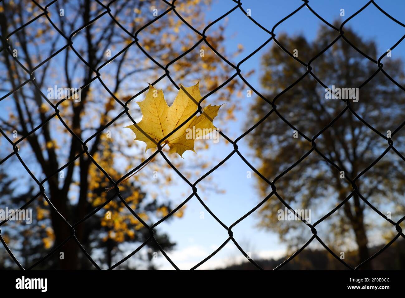 Maple leaf hanging on the fence in backlitght Stock Photo - Alamy